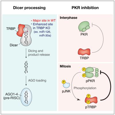 Dual Function of TRBP [IMAGE] | EurekAlert! Science News Releases