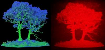 LiDAR tree [IMAGE] | EurekAlert! Science News Releases