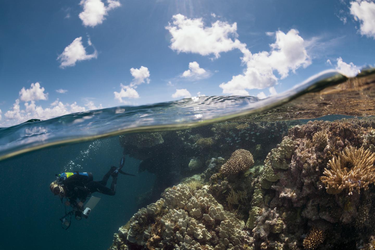 The global reef expedition: French Polynesia | EurekAlert!
