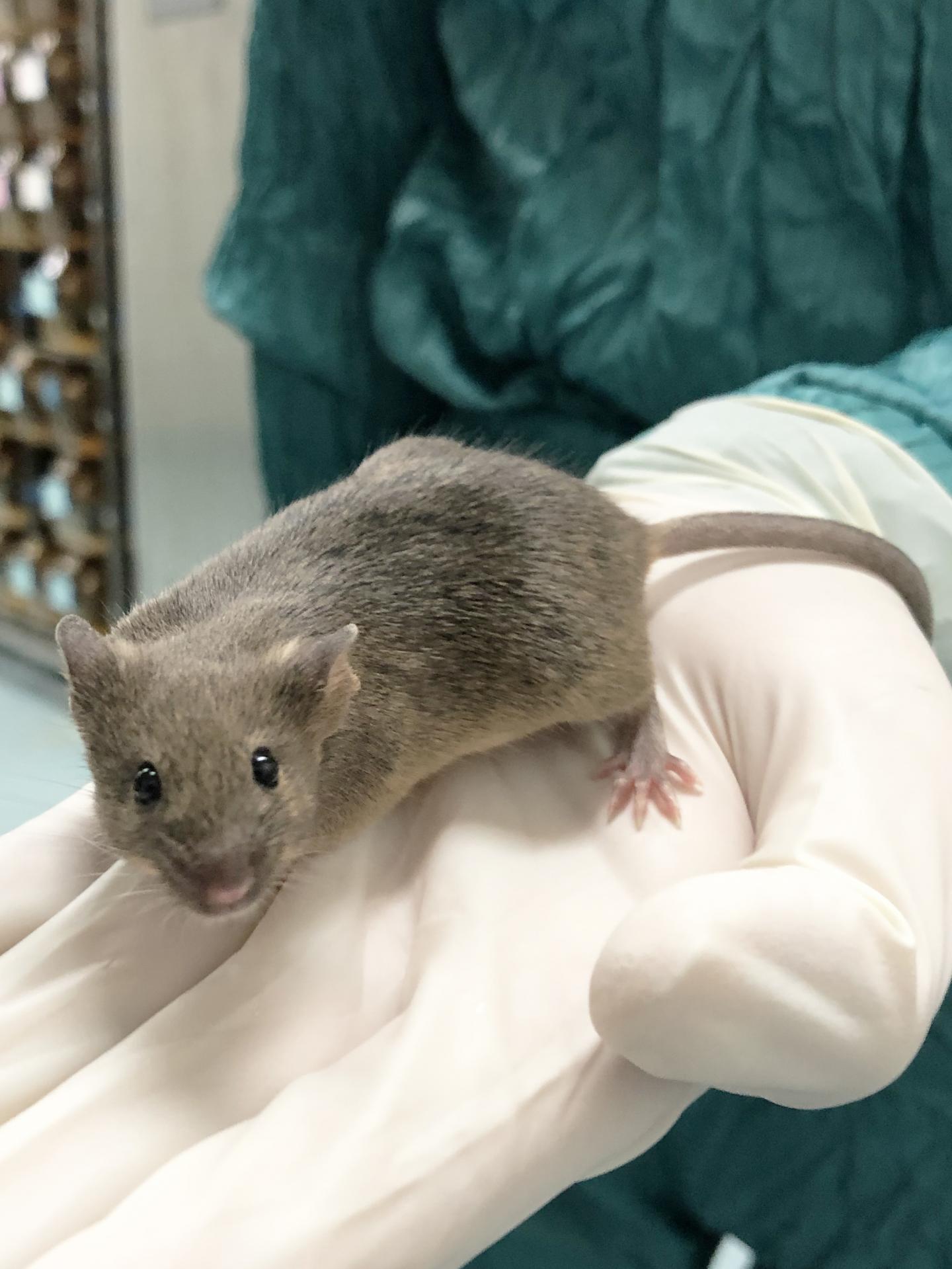 Mouse Born from Granulosa-Deri [IMAGE] | EurekAlert! Science News Releases