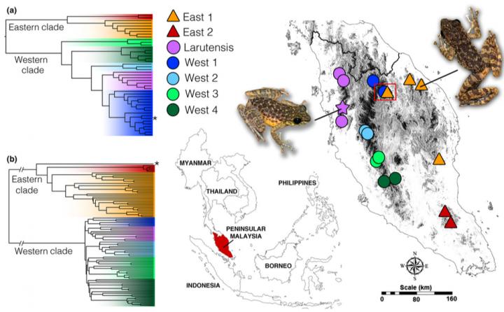 Frog Phylogenies [IMAGE] | EurekAlert! Science News Releases