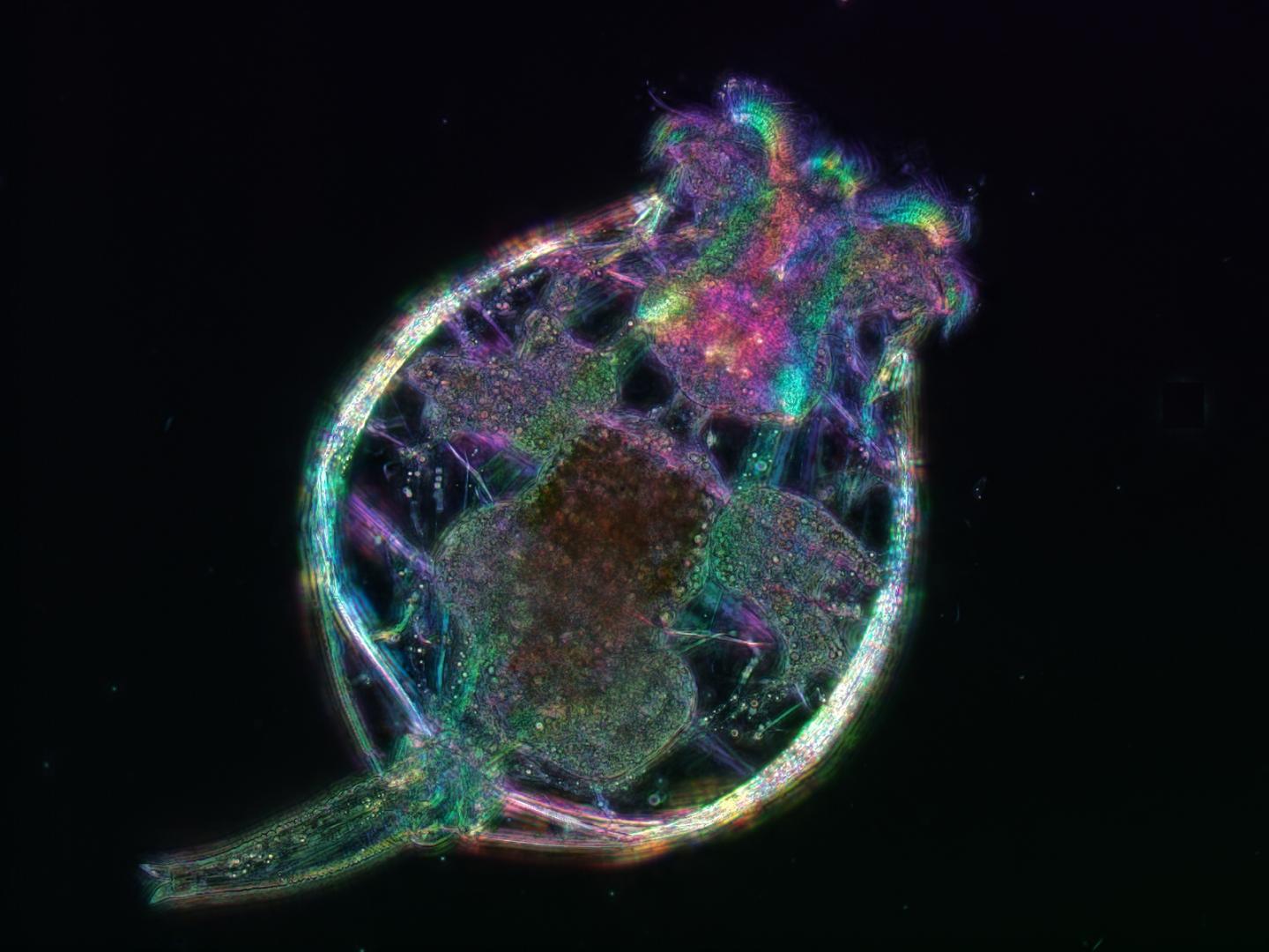 Female Rotifer ( Brachionus [IMAGE] | EurekAlert! Science News Releases