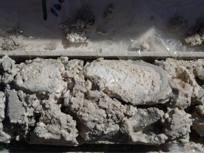 Reef core with microbialite [IMAGE] | EurekAlert! Science News Releases