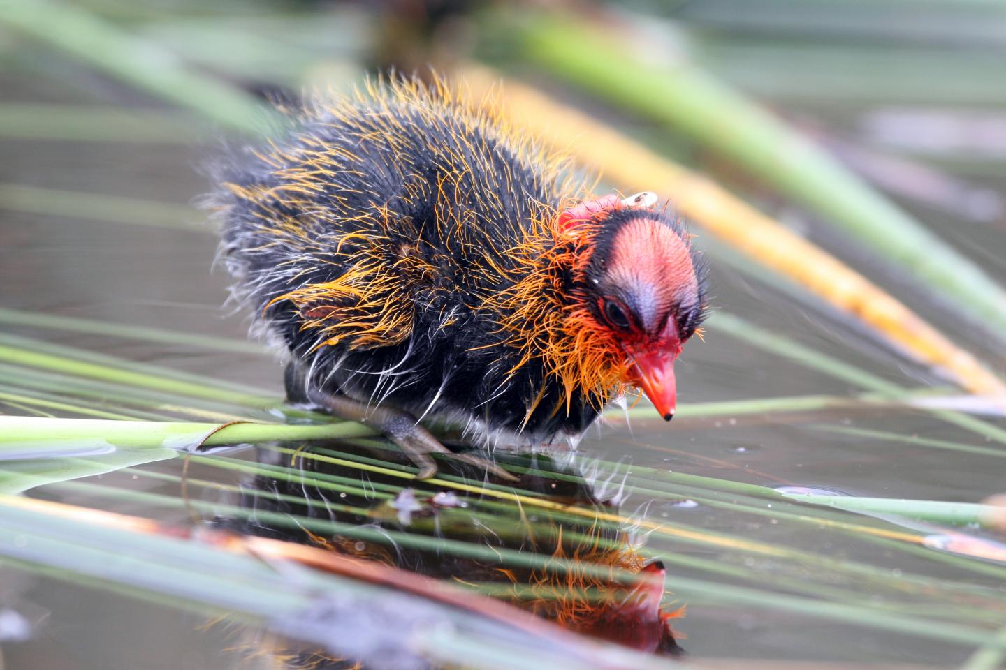 A Newly Hatched American Coot [IMAGE] | EurekAlert! Science News Releases