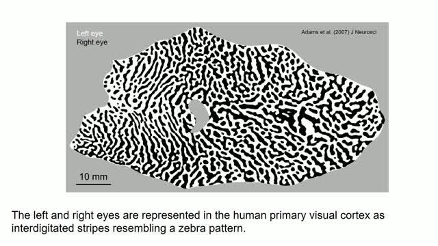 Scientists explain the origin of brain mappin | EurekAlert!