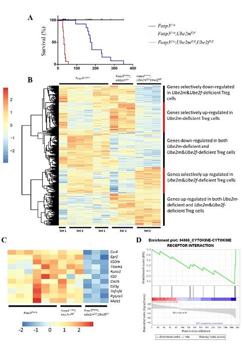 Fig. 1. Enhanced inflammation [IMAGE] | EurekAlert! Science News Releases