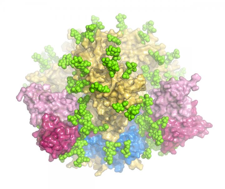 HIV Trimer [IMAGE] | EurekAlert! Science News Releases