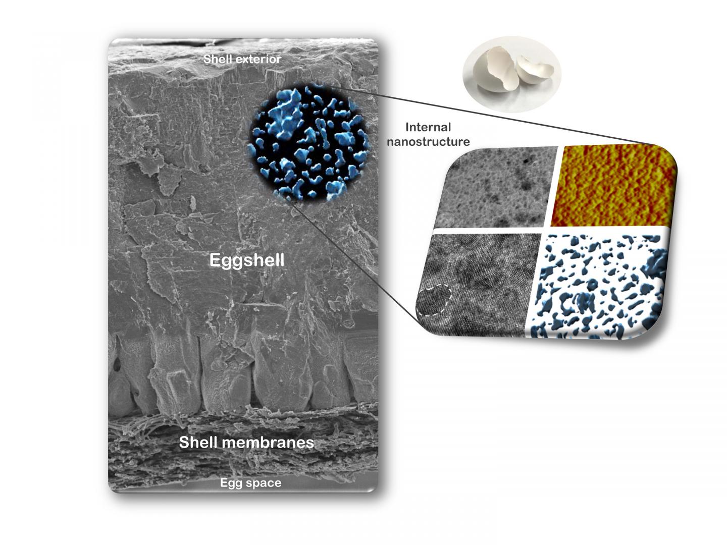 ing Avian Eggshell Structure 2 Of 4 EurekAlert 