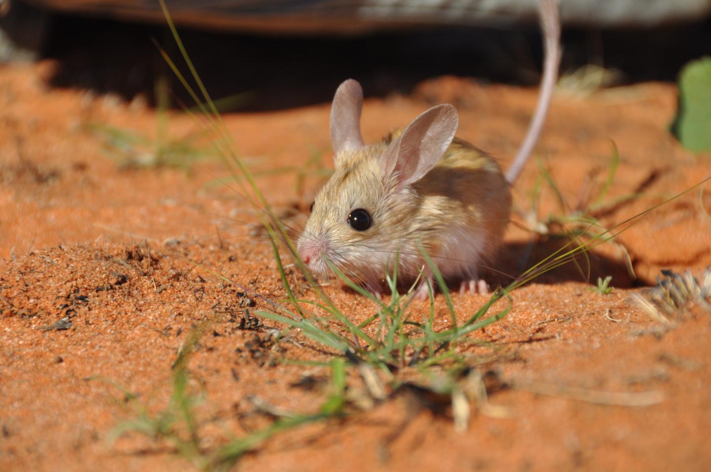 Dusky Hopping Mouse [IMAGE] | EurekAlert! Science News Releases