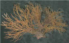 Spiny Seaweed ( Acanthophora spicifera ) | EurekAlert!