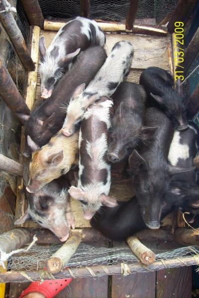 Pig 4 Solomon Islands [IMAGE] | EurekAlert! Science News Releases