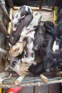 Pig 4 Solomon Islands | EurekAlert!