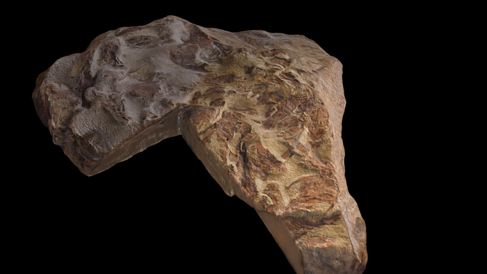 Slab containing the holotypes [IMAGE] | EurekAlert! Science News Releases