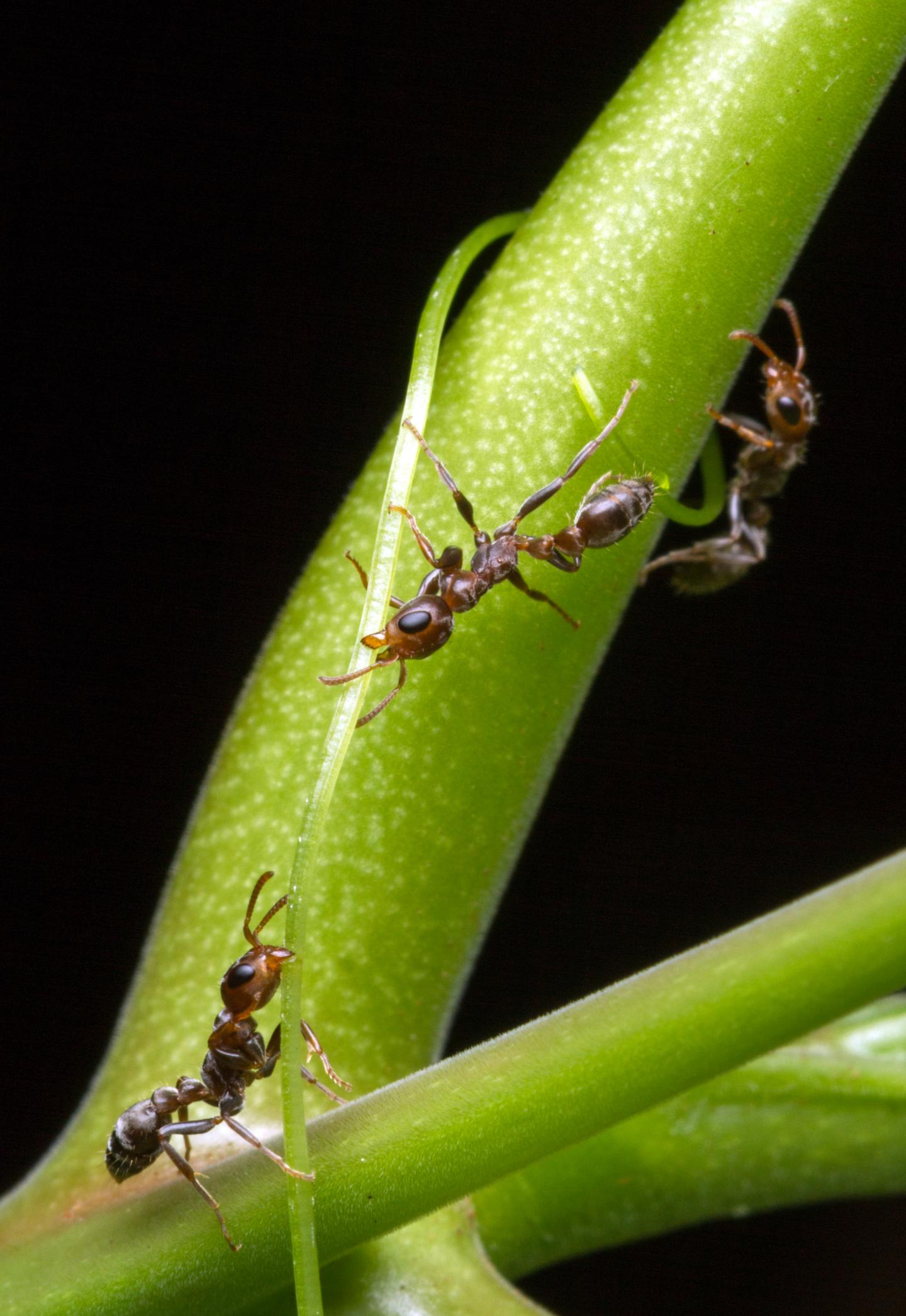 Acacia Ants Vertical 1 [IMAGE] | EurekAlert! Science News Releases