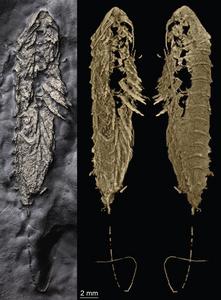 Gold bugs: Spectacular new fossil arthropod p | EurekAlert!