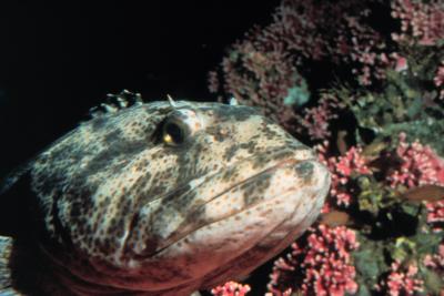 Lingcod Fish | EurekAlert!