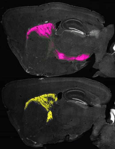 Longitudinal Cut [IMAGE] | EurekAlert! Science News Releases