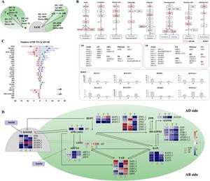 Decoding the leafy head: transcriptomic insig | EurekAlert!