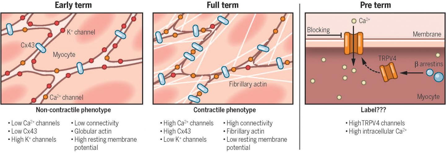Blocking Calcium Channel May Delay Premature | EurekAlert!
