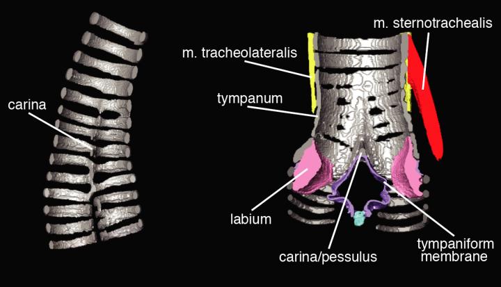 Duck and Sligator Tracheas [IMAGE] | EurekAlert! Science News Releases