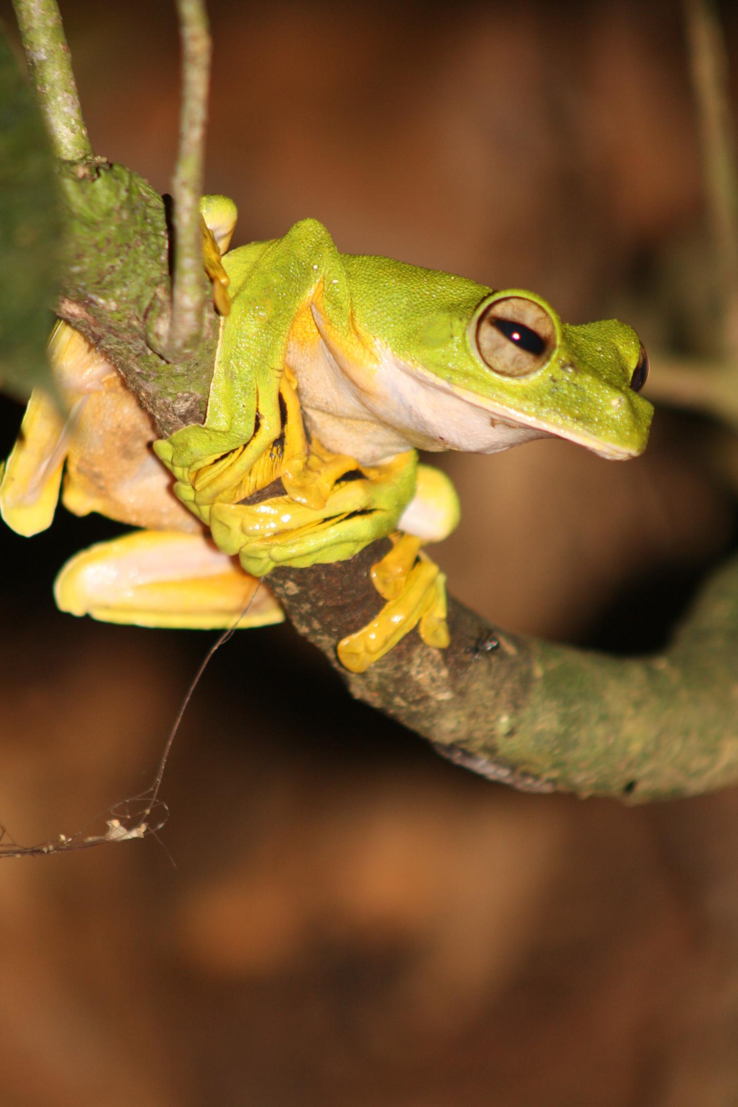 Logged Tropical Rainforests Still Support Bio EurekAlert 