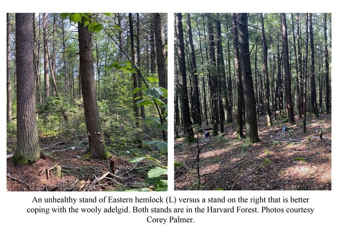 An unhealthy stand of Eastern [IMAGE] | EurekAlert! Science News Releases