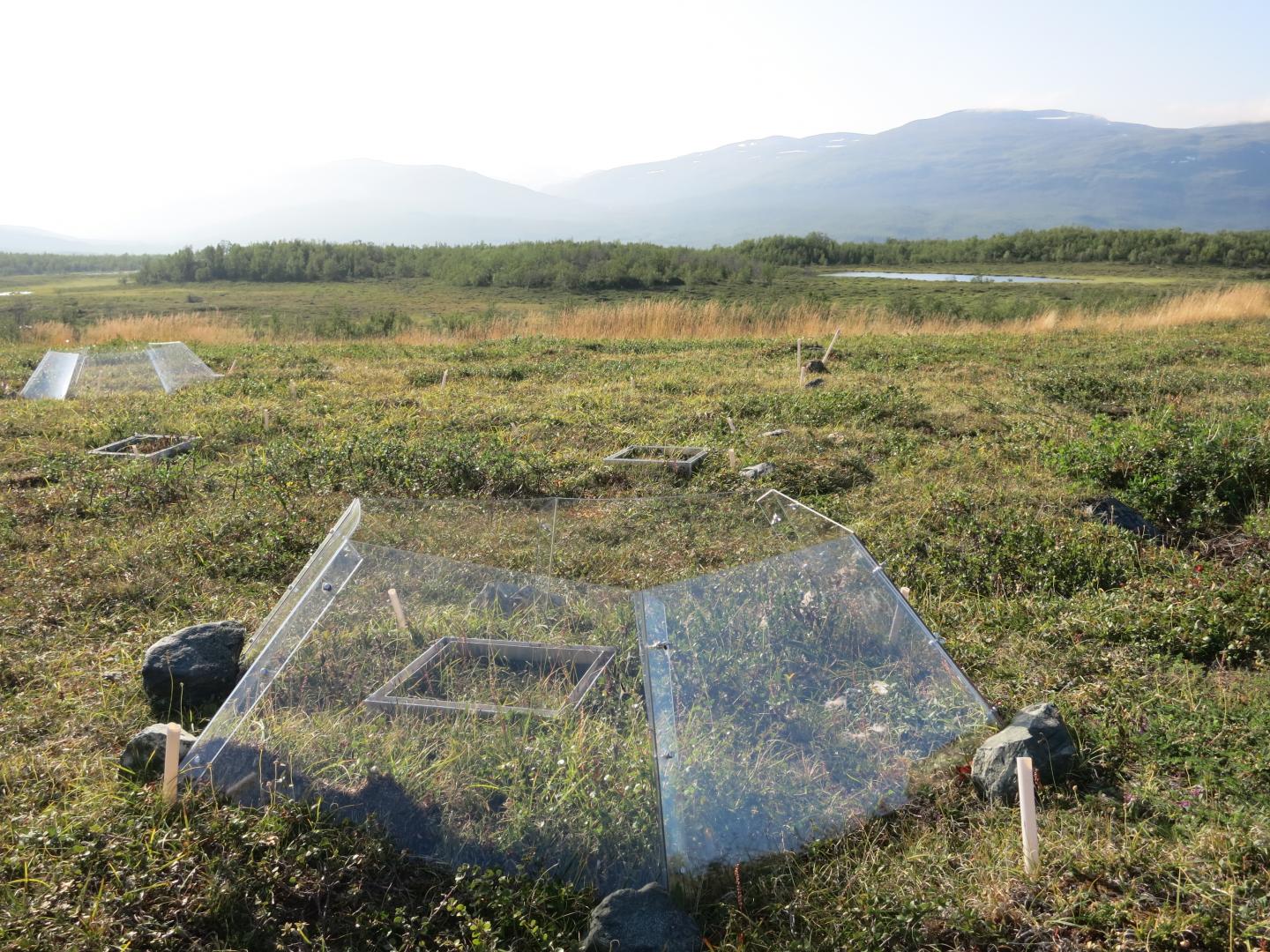 Increased vegetation in the Arctic region may | EurekAlert!