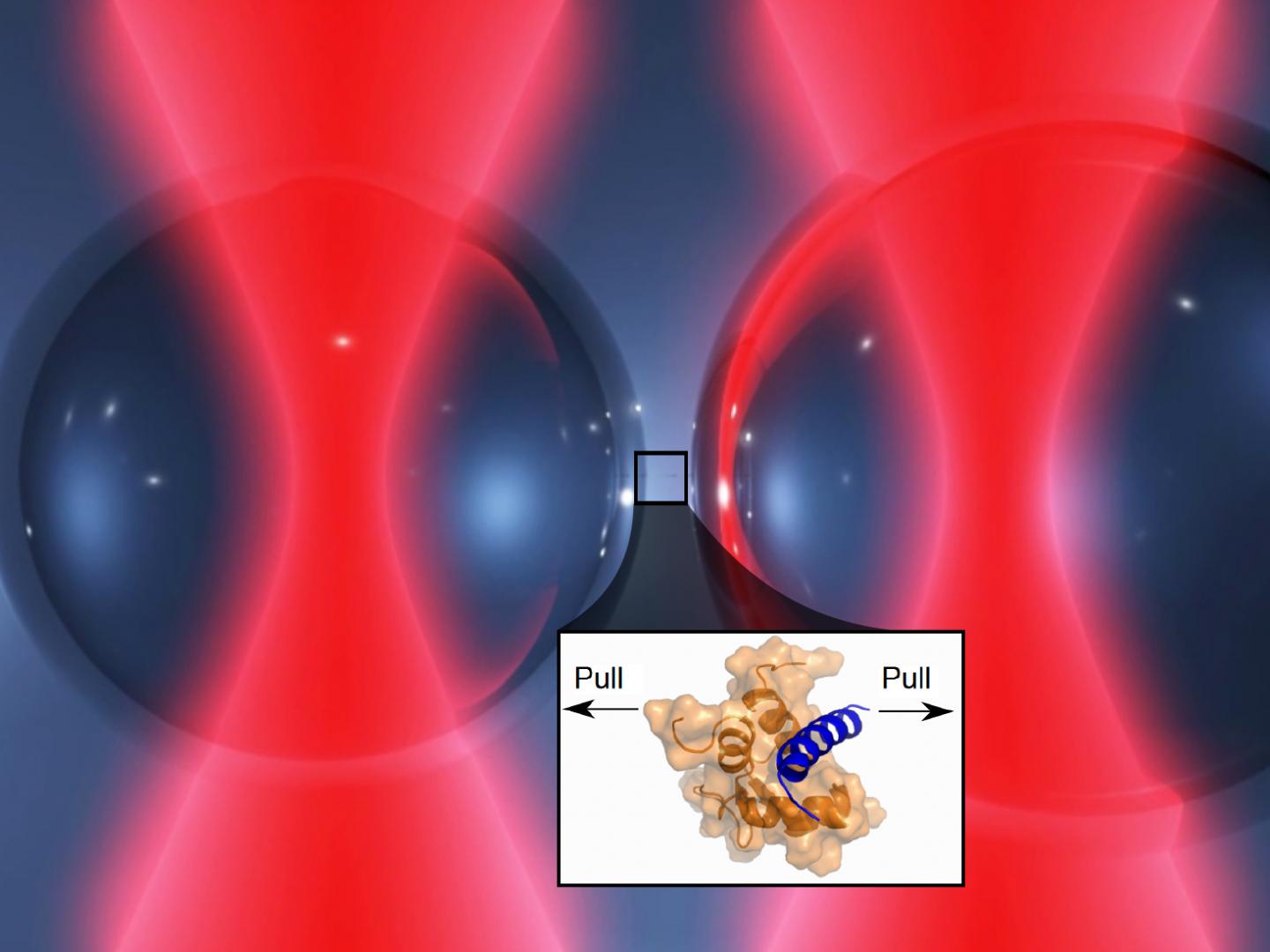 Optical Tweezers [IMAGE] | EurekAlert! Science News Releases