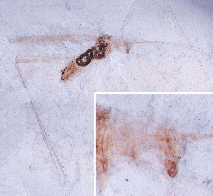 Fig. 2 - views of fossil [IMAGE] | EurekAlert! Science News Releases