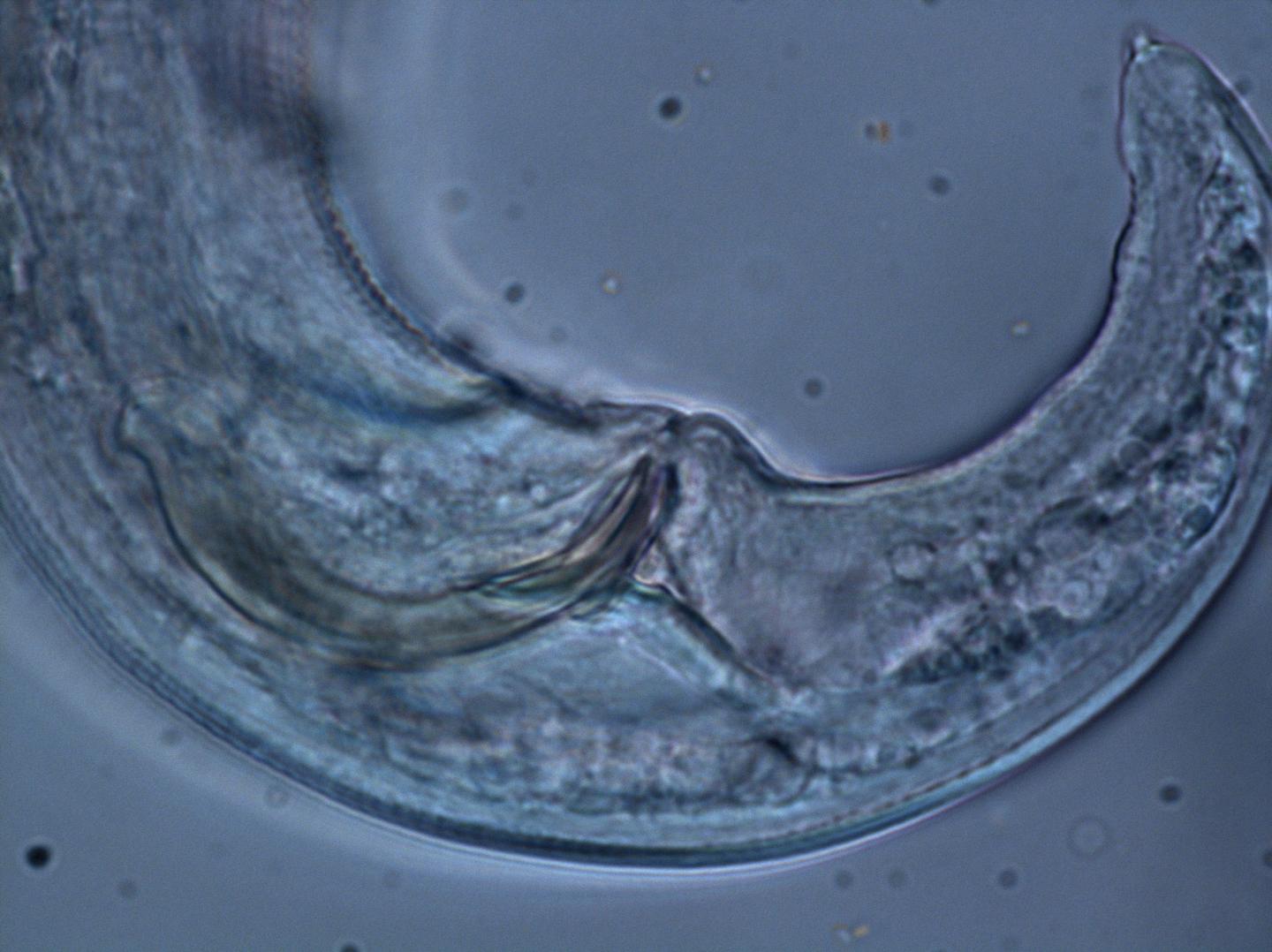 Climate warming promotes speci [IMAGE] | EurekAlert! Science News Releases