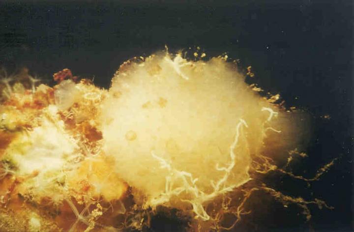 PharmaMar announces license agreement with TT | EurekAlert!