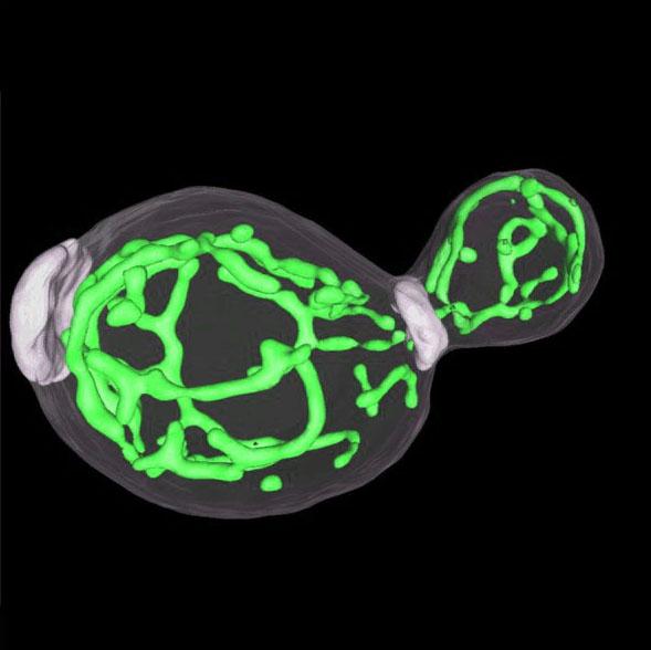 Nano Switches In The Cell [image] Eurekalert Science News Releases