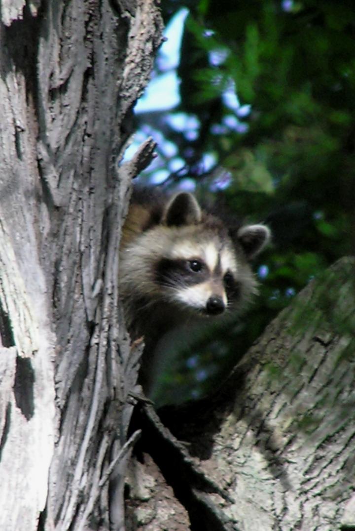Raccoon in Tree [IMAGE] | EurekAlert! Science News Releases