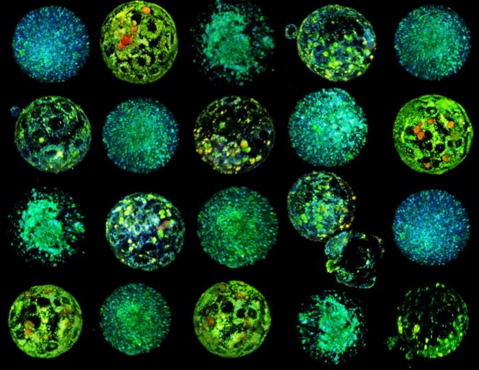 Mouse embryos [IMAGE] | EurekAlert! Science News Releases