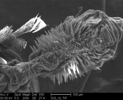 Callosobruchus maculatus