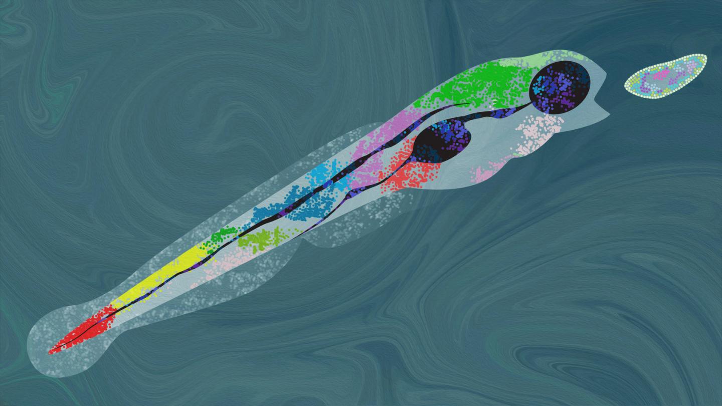 Hunting Behavior of Zebrafish [IMAGE] | EurekAlert! Science News Releases