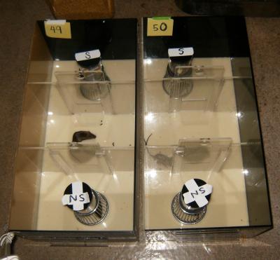 Social Interaction Mouse Box [IMAGE] | EurekAlert! Science News Releases