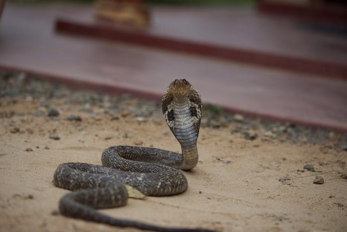 Spectacled cobra [IMAGE] | EurekAlert! Science News Releases