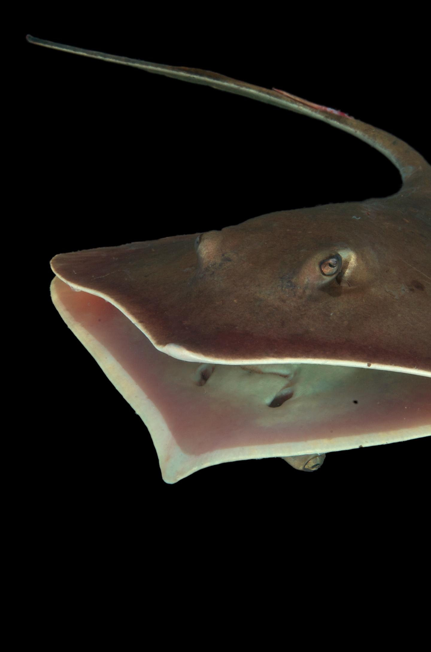 Deepwater Stingray