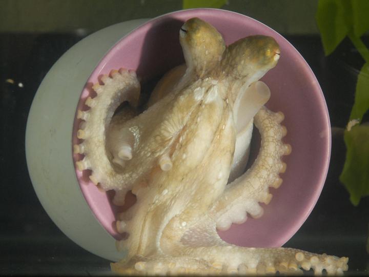 The California Two-Spot Octopu [IMAGE] | EurekAlert! Science News Releases