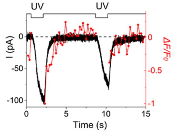 Fig. 2 [IMAGE] | EurekAlert! Science News Releases
