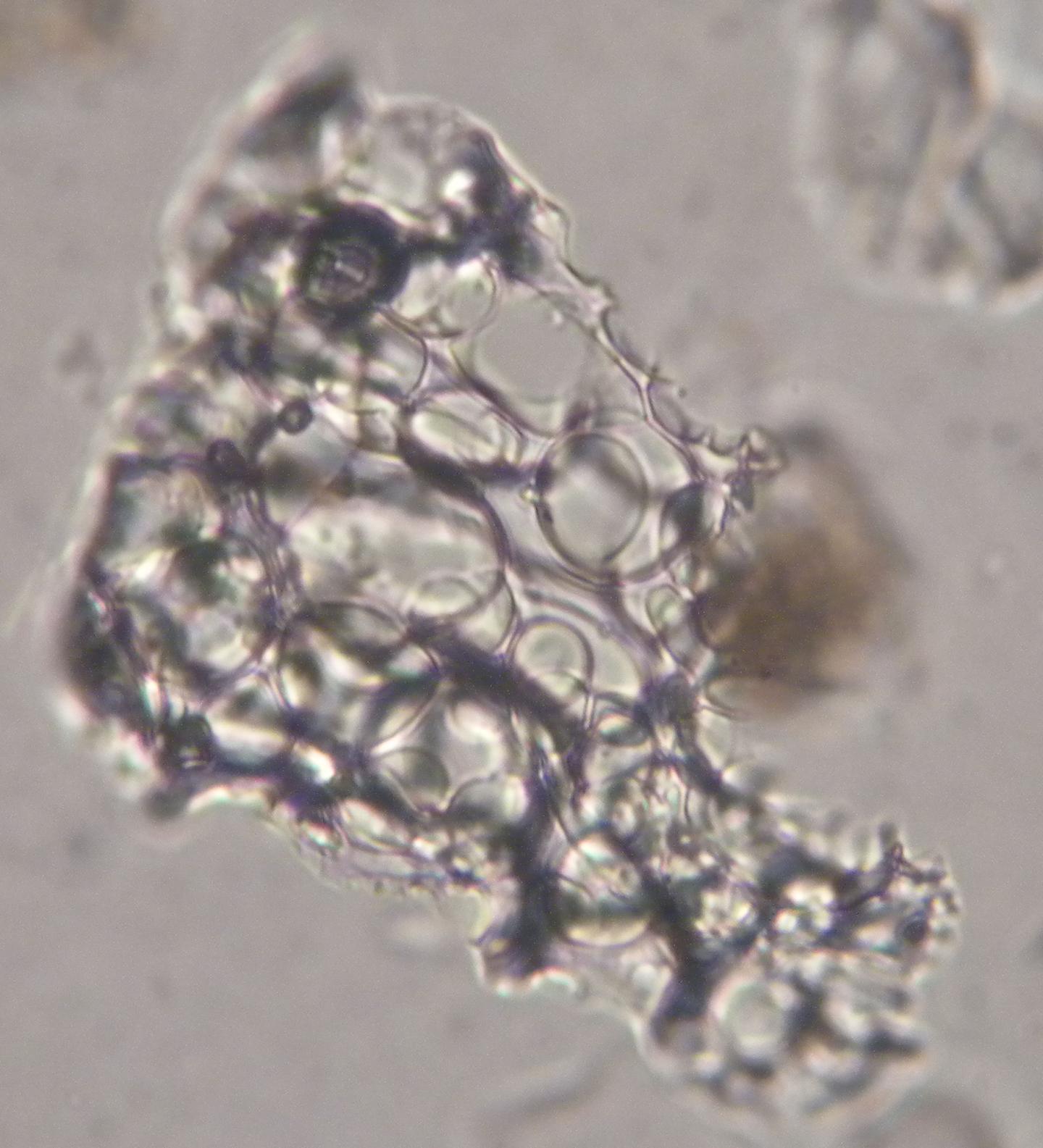 Volcanic Ash Shard 2 [IMAGE] | EurekAlert! Science News Releases