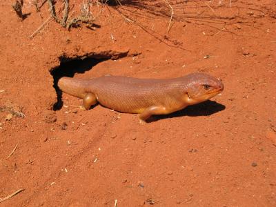 Global Climate Change Driving Lizards to Exti | EurekAlert!