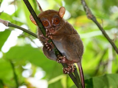 Tarsiers' bulging eyes shed light on evolutio | EurekAlert!