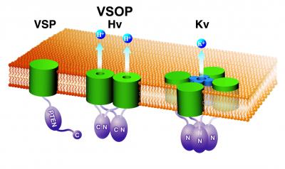 A single VSOP can do a 'proton' magic! | EurekAlert!