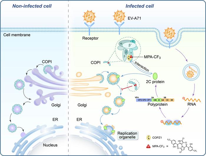 Targeting human coatomer subunit zeta-1 by a | EurekAlert!