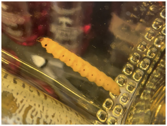 Mezcal Worm. [IMAGE] | EurekAlert! Science News Releases