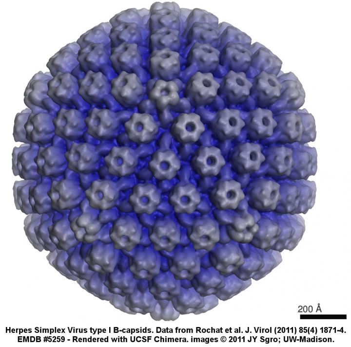 Herpes Simplex Virus [IMAGE] | EurekAlert! Science News Releases
