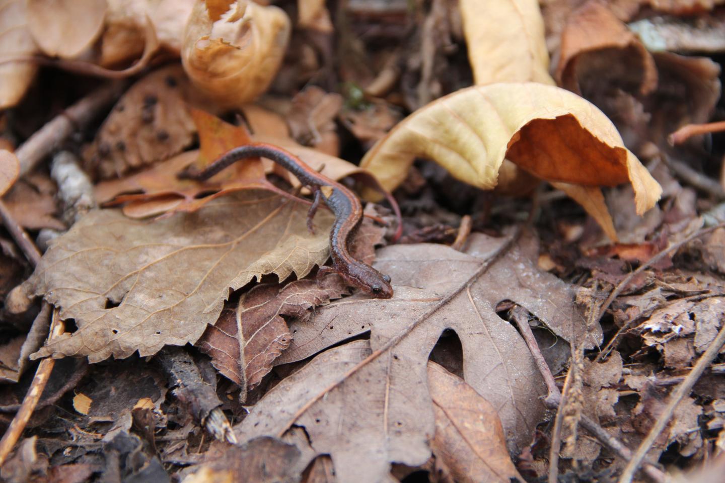 Southern Redback Salamander