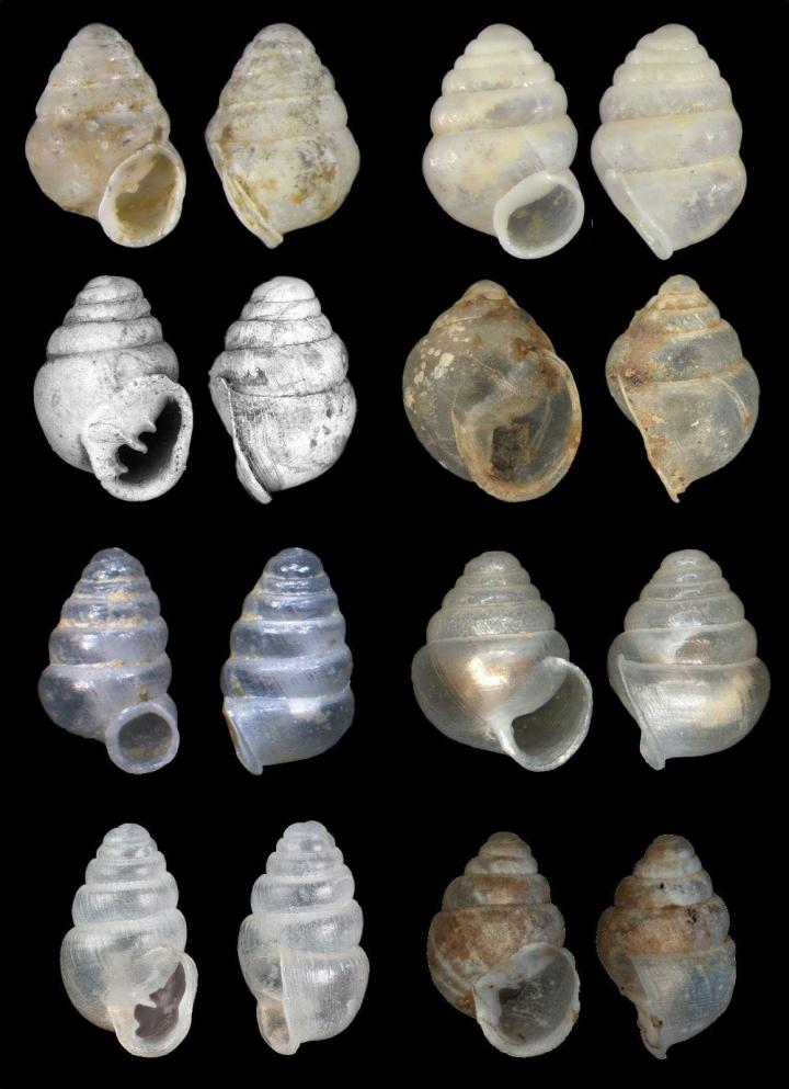 Views of Zospeum [IMAGE] | EurekAlert! Science News Releases